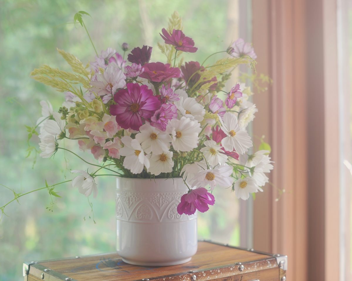 A Little Glimpse of Heaven - Cosmos Arrangement - Flower Farm in ...